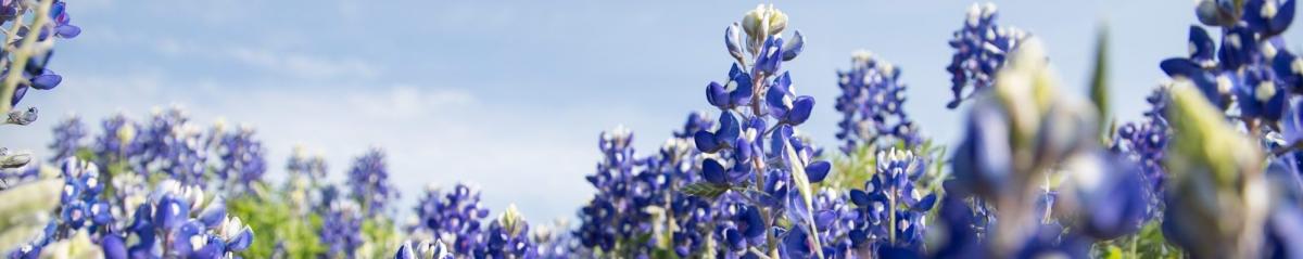 Wildflowers in Marble Falls - Visit Marble Falls