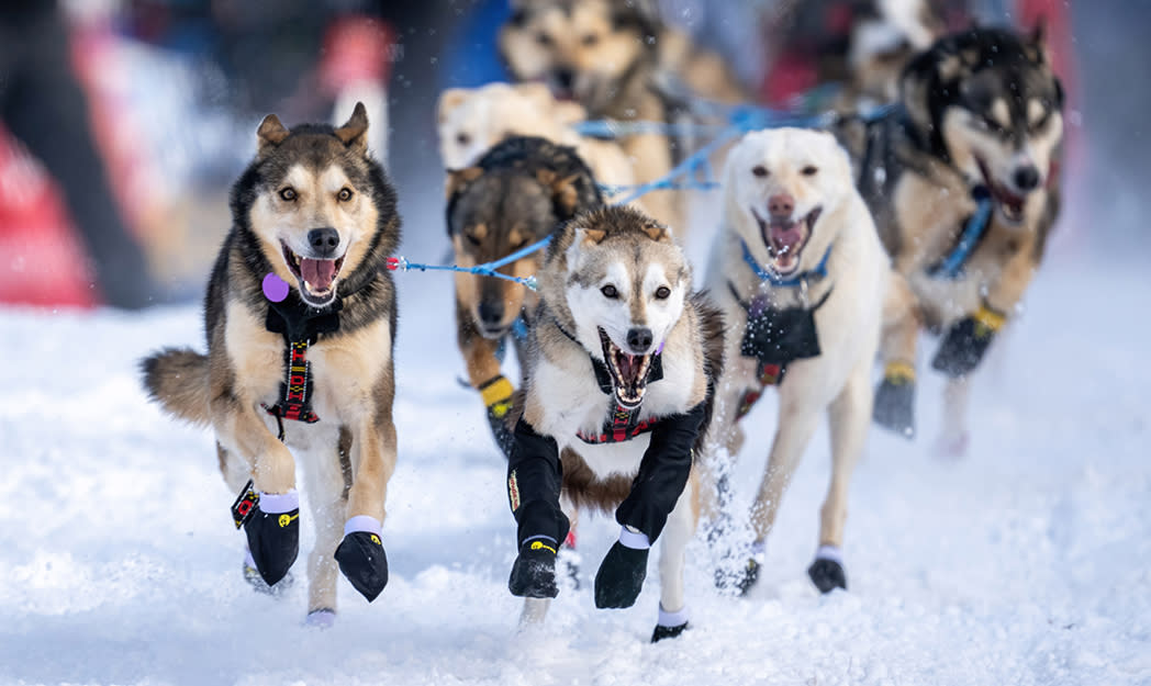 Su Dog 300 Sled Dog Race | February 2026 in Willow, AK