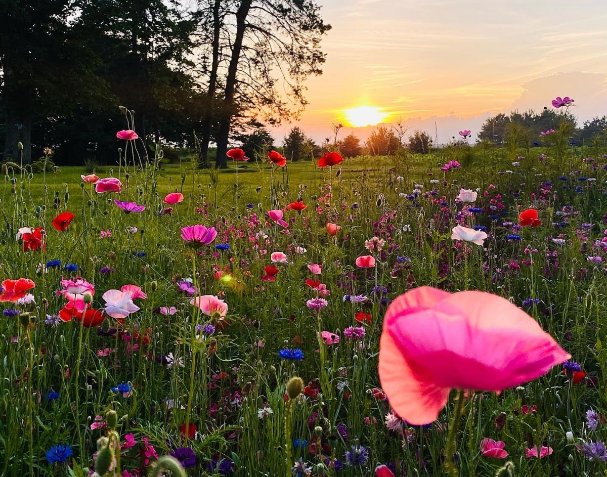Flower Farms | McHenry County, IL