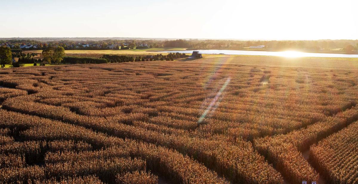Corn Mazes | McHenry County, IL