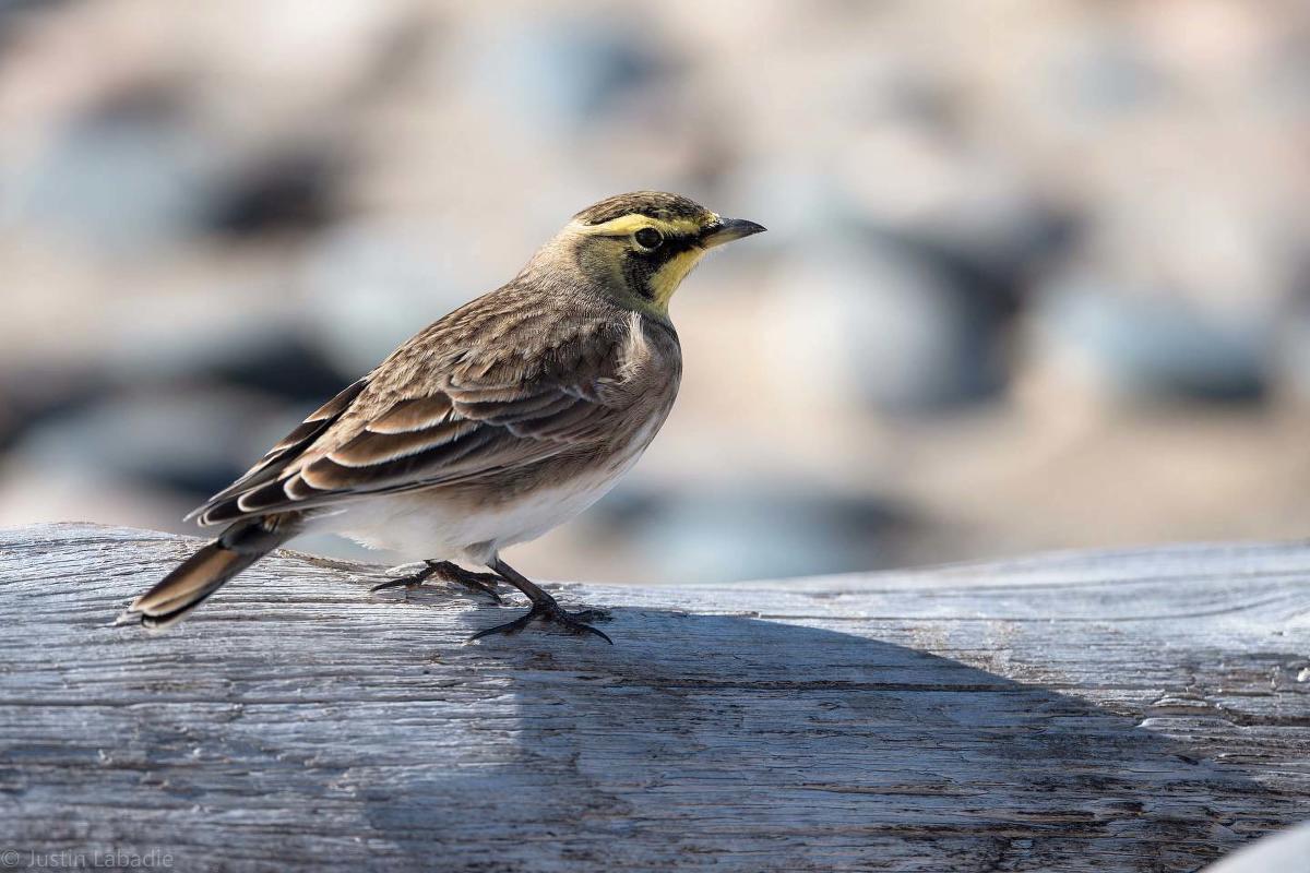 5 Birdwatching Hot Spots in the UP