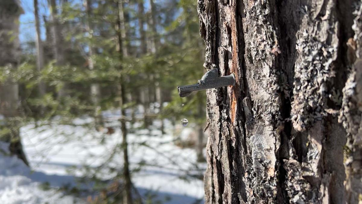 The Sweetest Season: Where to Source Maple Syrup This Spring | Michigan ...