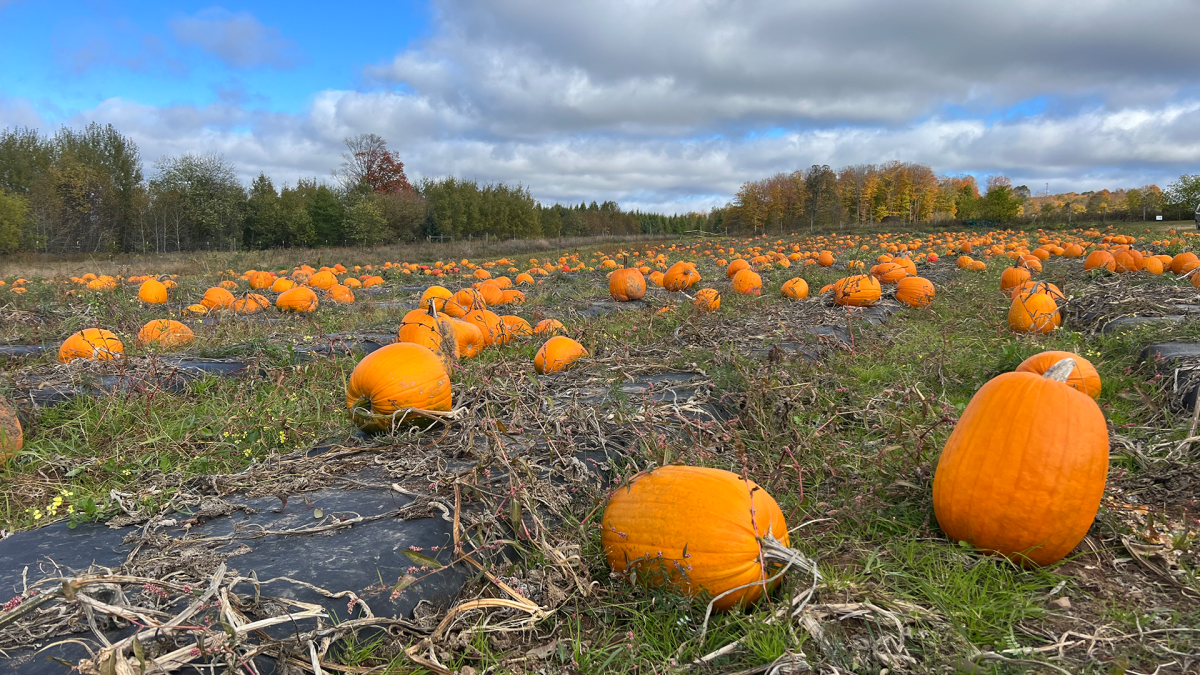 Charming Pumpkin Patches to Visit | Upper Peninsula