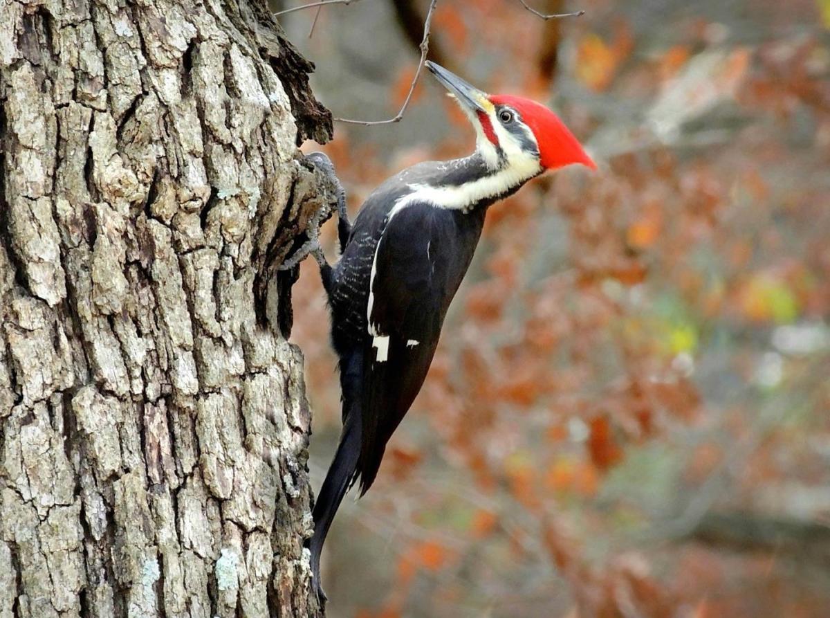 Soar Over to Tosa for a Day of Birding