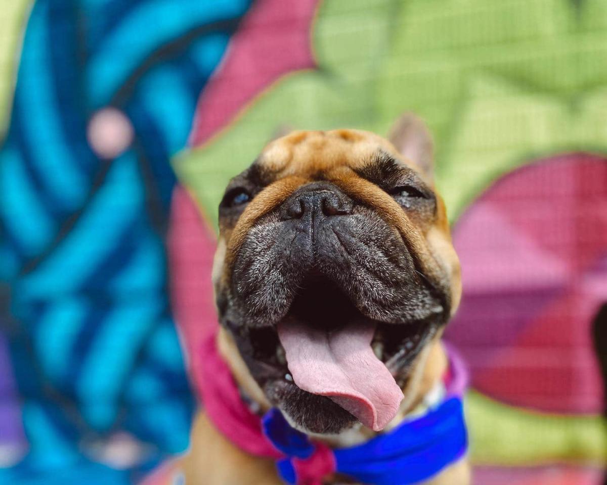 Discover Wauwatosa with Your Dog