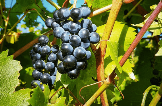 NB Sight Sipping Tours