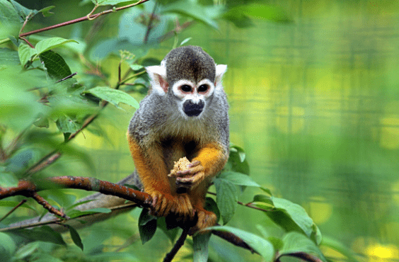 Zoo de Magnetic Hill