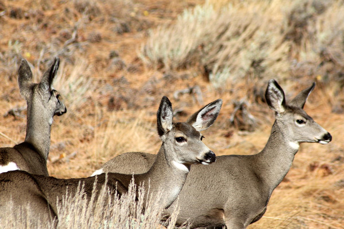Eastern Sierra Wildlife Watching | Visit Mono County