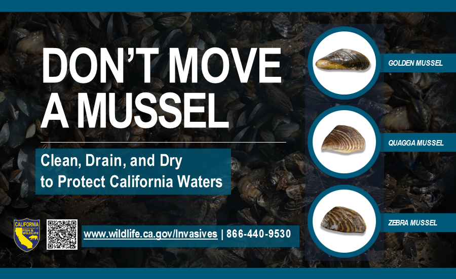 Cleaning Zebra Mussels On Boats