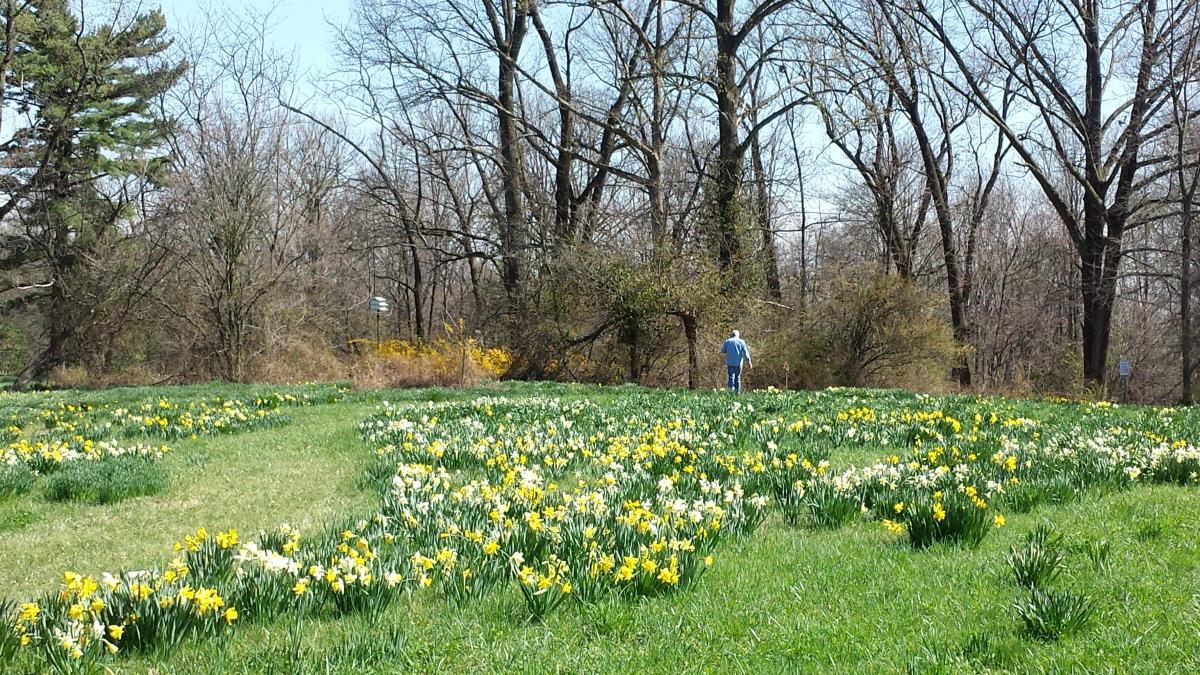 daffodil fields