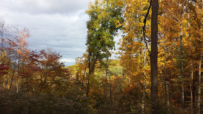 A Visit to Morgan-Monroe State Forest