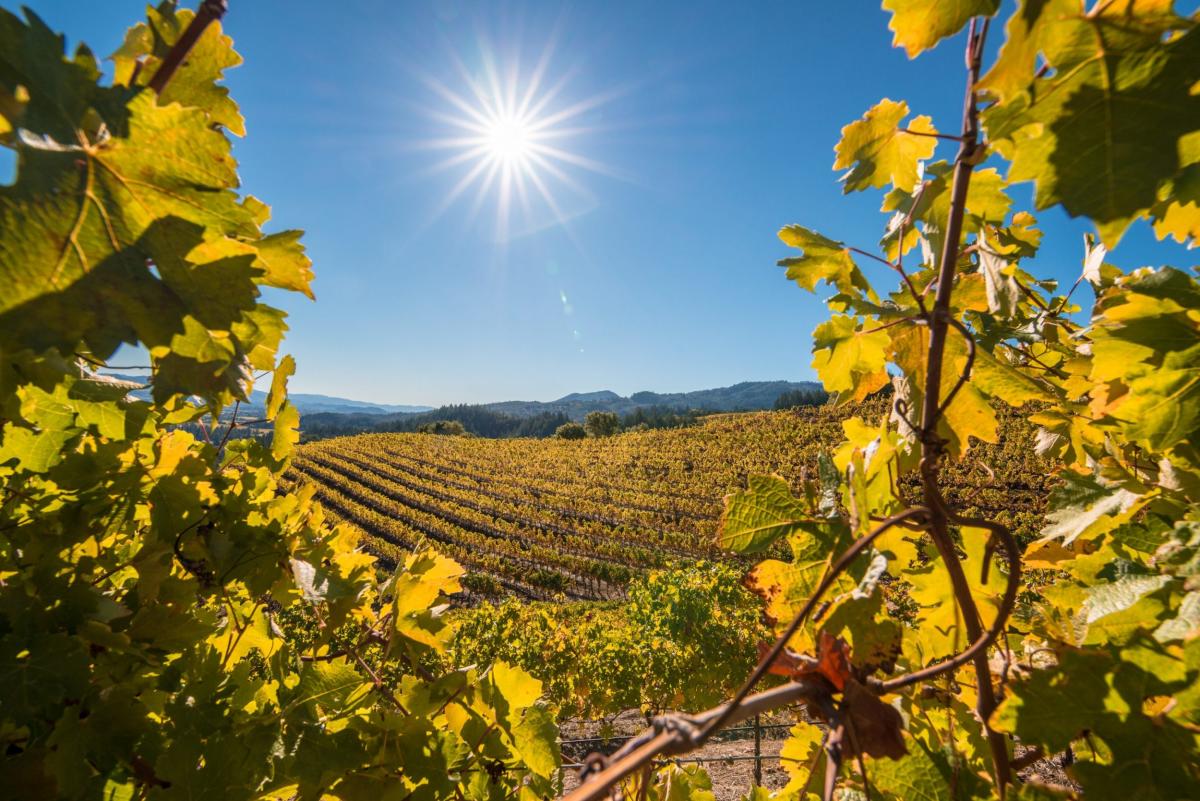 The Best Places to See Fall Colors in Napa Valley - The Visit Napa ...