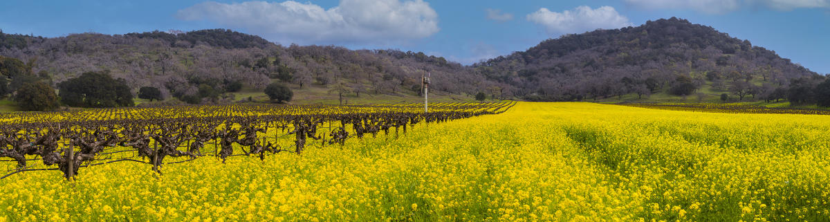 Wild Mustard Season in Napa Valley | Photo Ops Map, Events & Offers