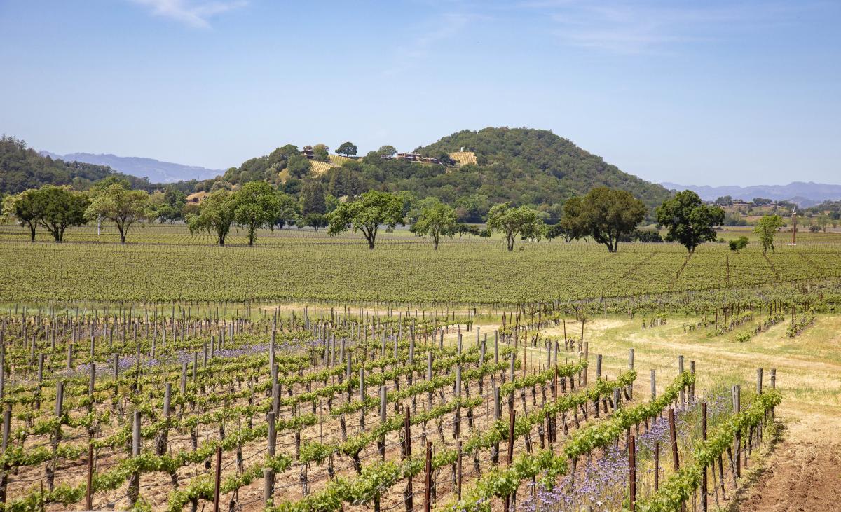 Spring in Napa Valley | Weather and Things to Do