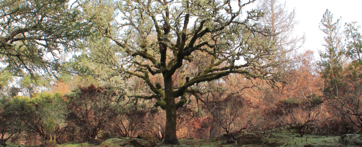 Hidden Gems of Napa Valley: The Petrified Forest - The Visit Napa ...