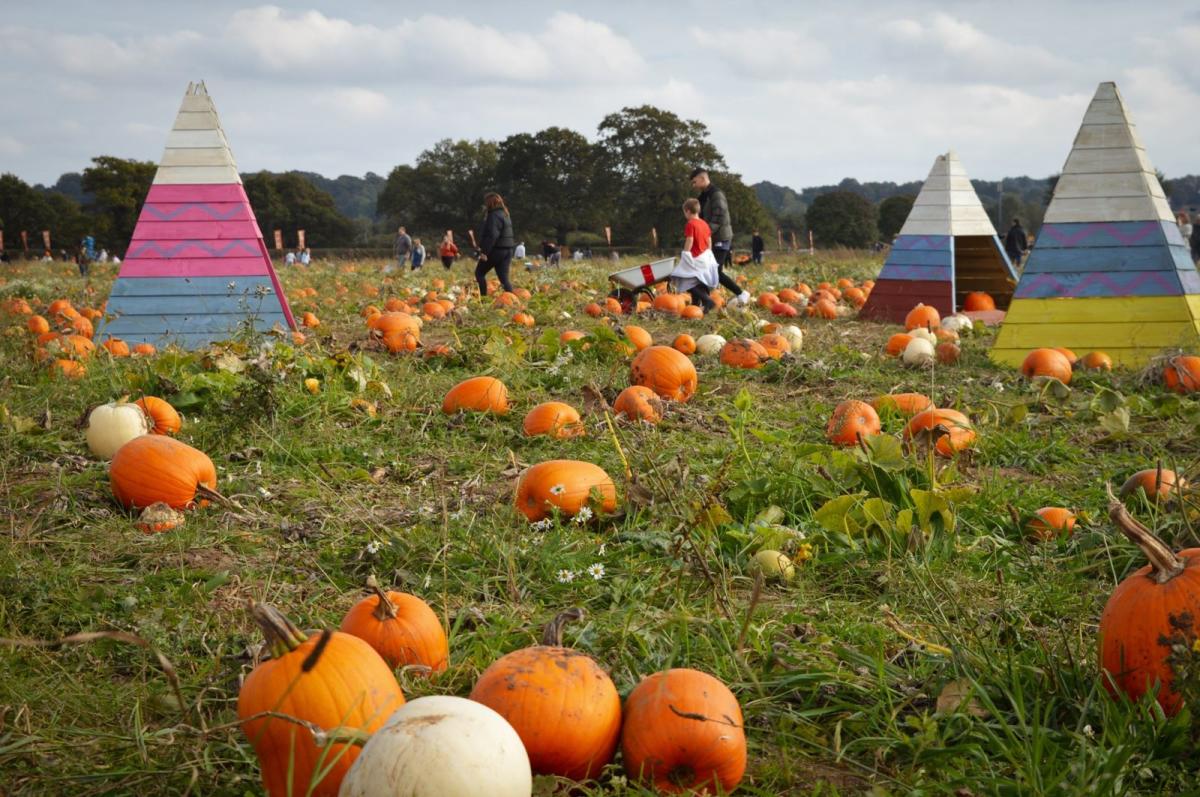 Top Things to Do this Halloween in the New Forest