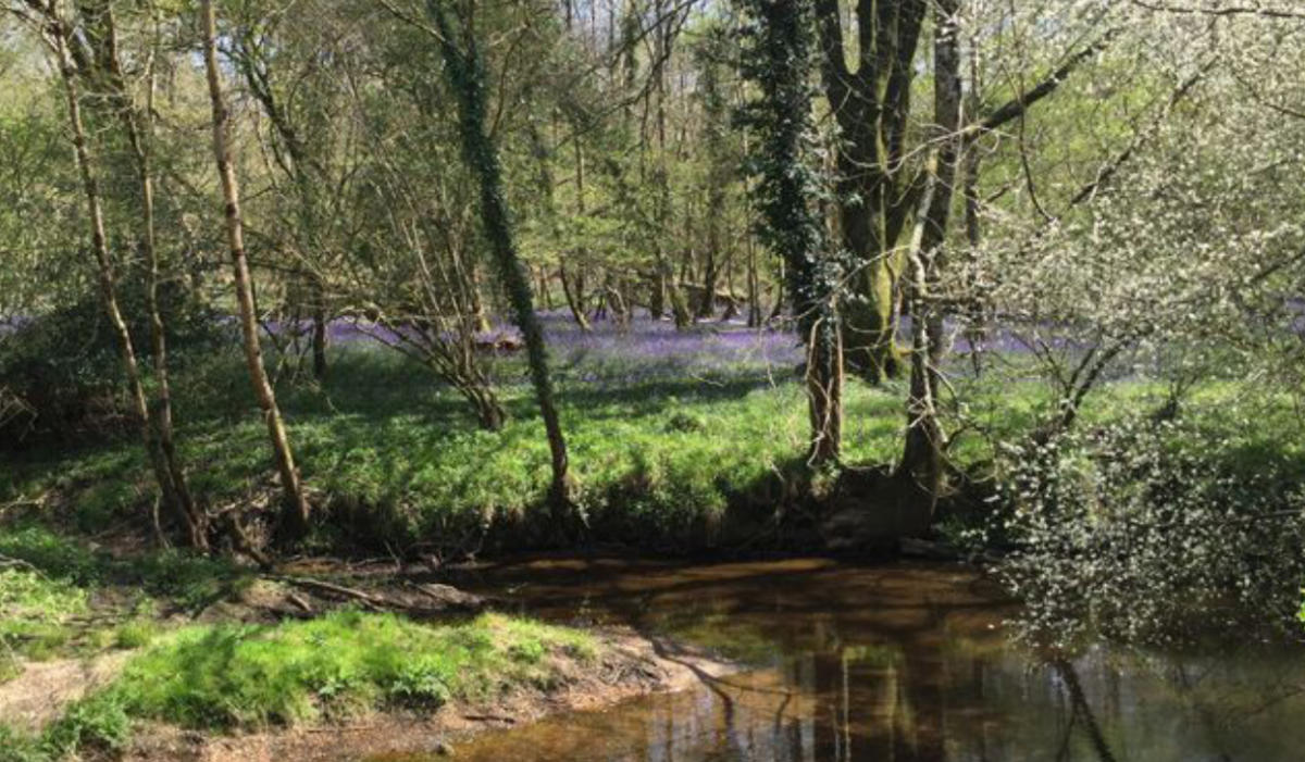 Buckland Rings Trail