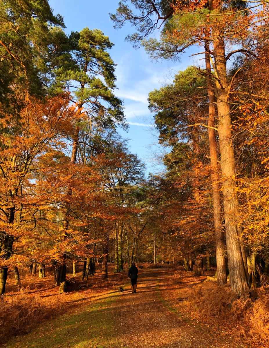 Autumn Path Walk Park