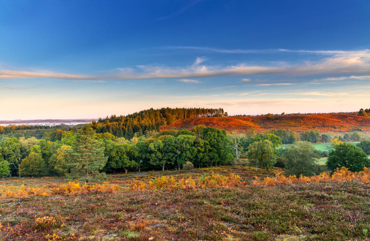 Top things to do in the New Forest this October