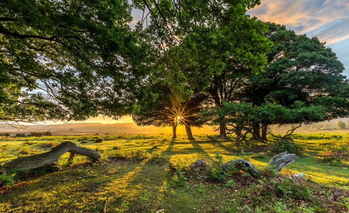 Why the New Forest is so good for your health
