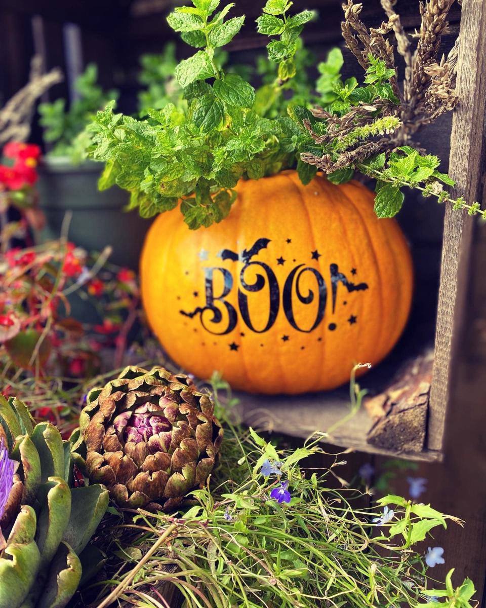 Go Pumpkin Picking in the New Forest