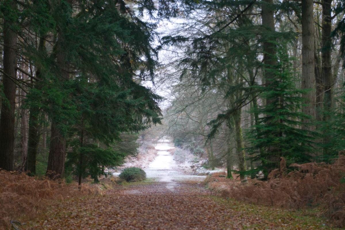 Top Woodland Walks in the New Forest