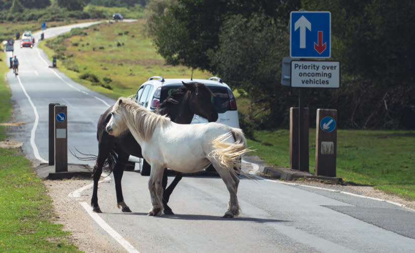 Caring for the Forest - Visit the New Forest