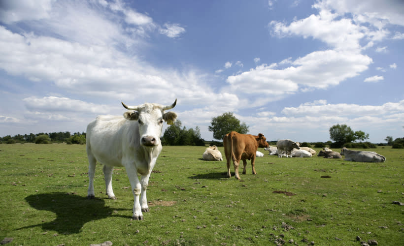 Photos Of Cows New Zealand Is The Latest Country To Tax Cow Burps AG