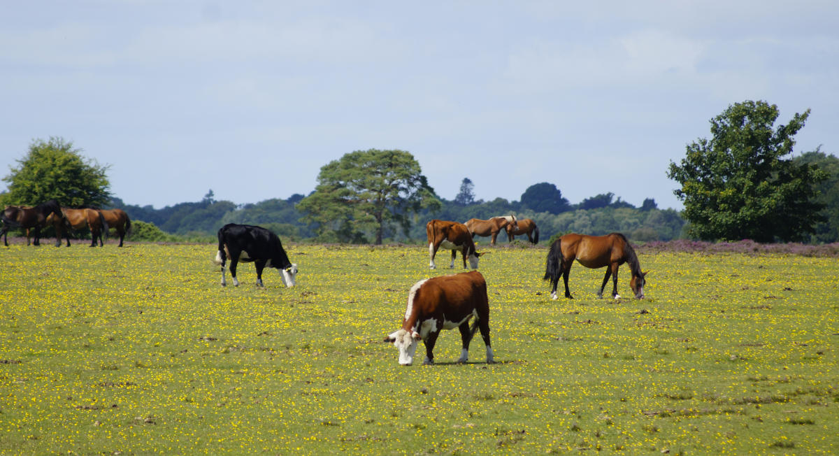The Big 5 - Animals of the New Forest