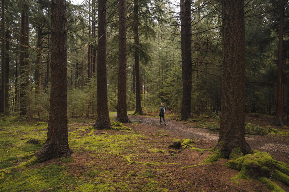 Hidden Corners of the New Forest