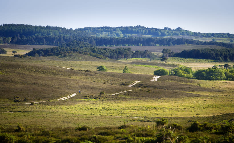 Explore the New Forest and Hampshire - Visit the New Forest