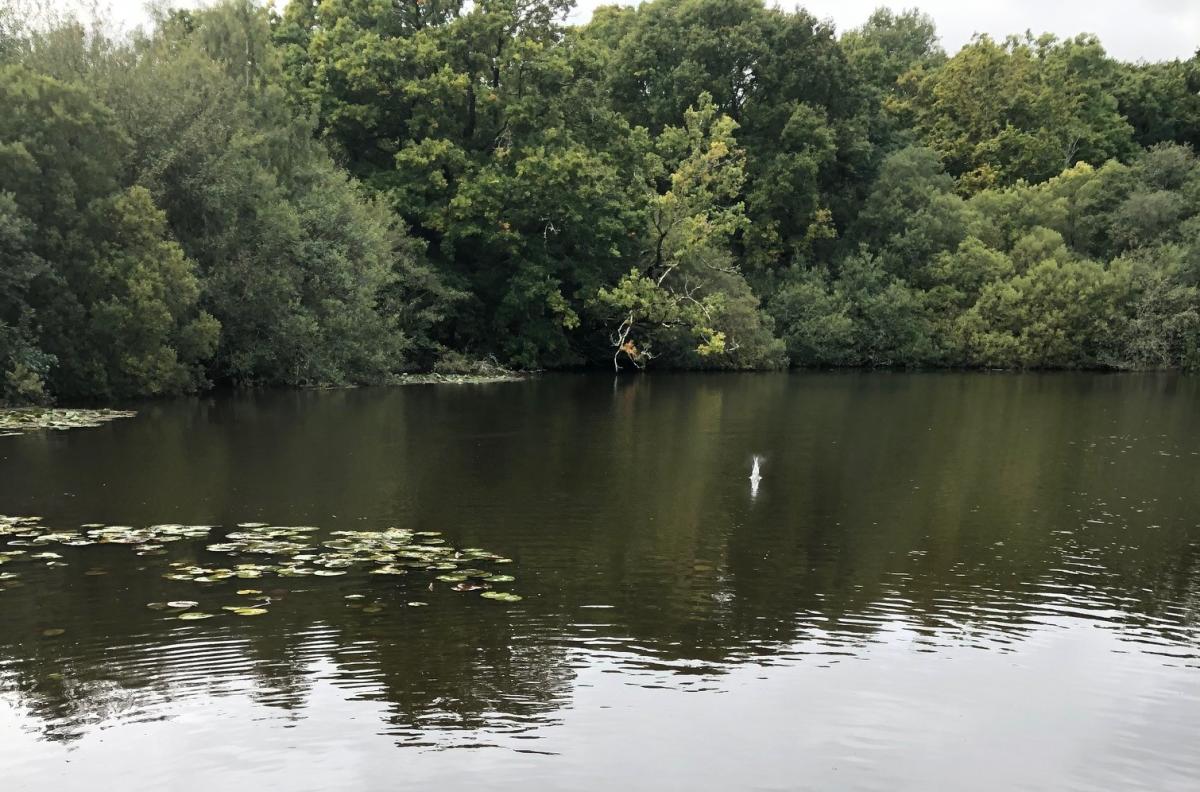 Eyeworth Pond Walk