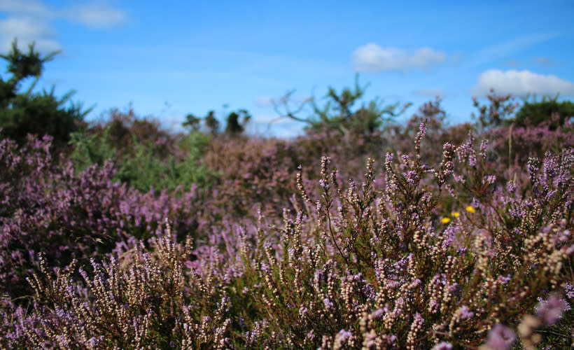 New Forest Flora & Fauna - Visit the New Forest