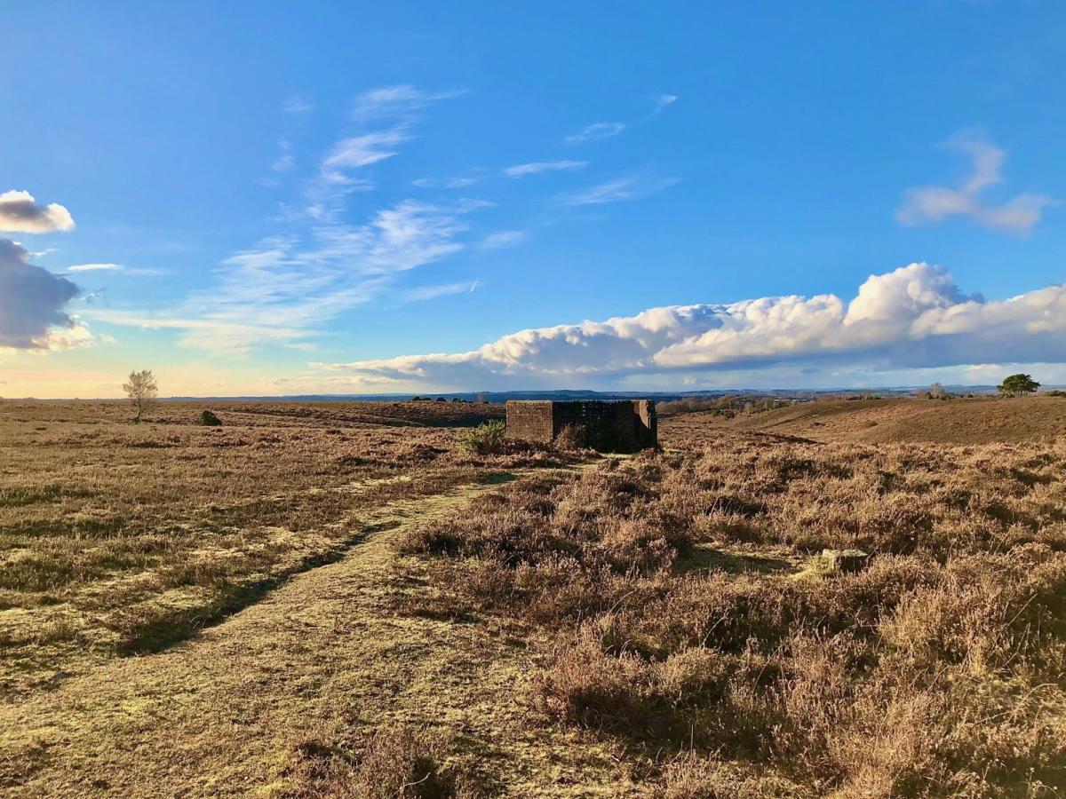 Ten Hidden Gems in the New Forest