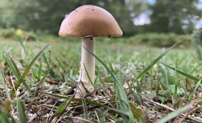 How Do I Identify Mushrooms Psilocybe Semilanceata, Magic Mushroom,