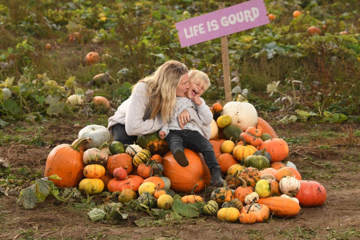 Pick Your Own Pumpkins & Halloween Maize Maze!