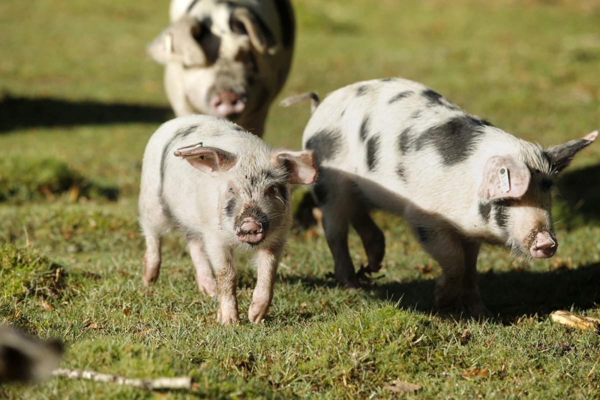 Animal Fact Files : Pigs