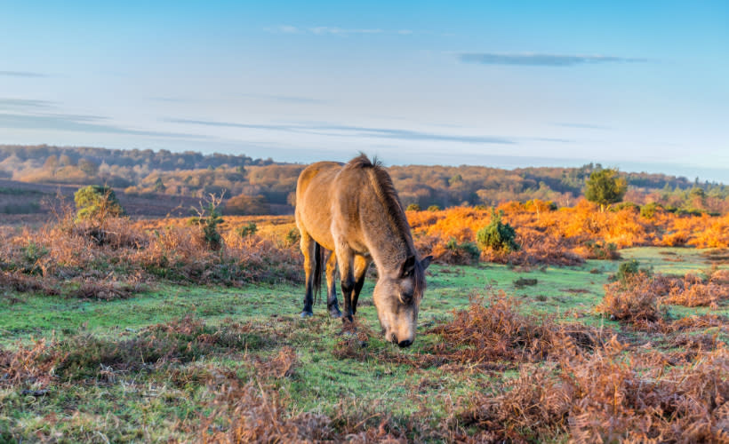New Forest Ponies - Visit the New Forest