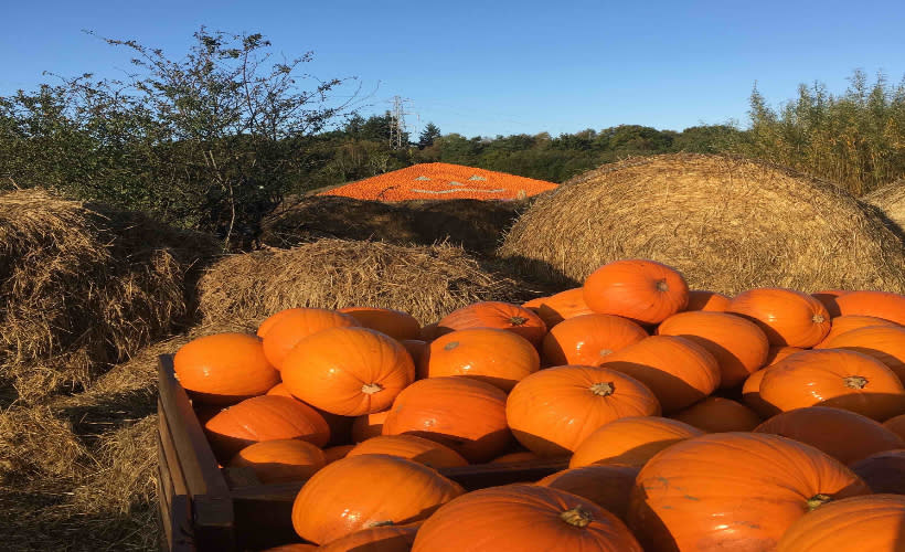 Pumpkins - Local Produce - New Forest