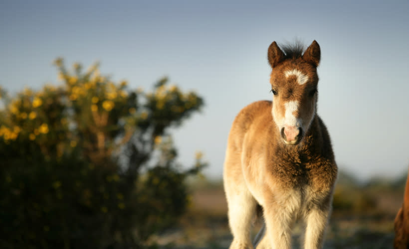 Spring in the New Forest | Seasonal Events & Activities