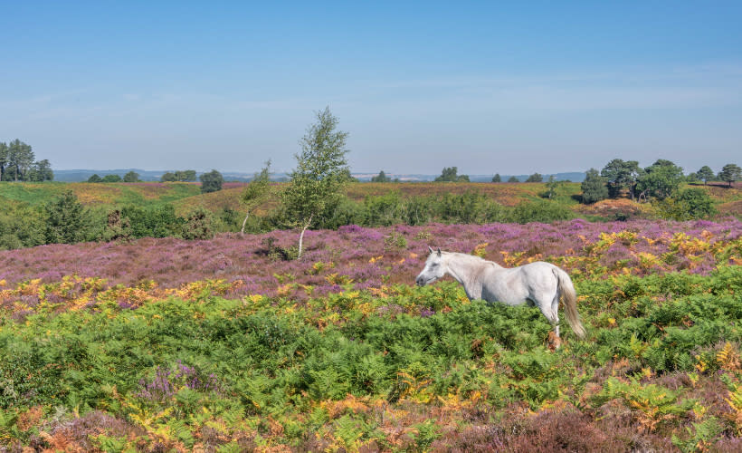 Summer in the New Forest | Short Breaks & Holidays