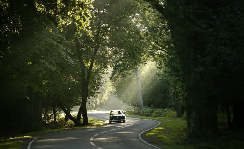 The New Forest How to Get There | Travel to the New Forest