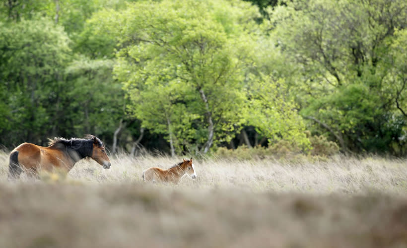 New Forest Visitor Tourist Information
