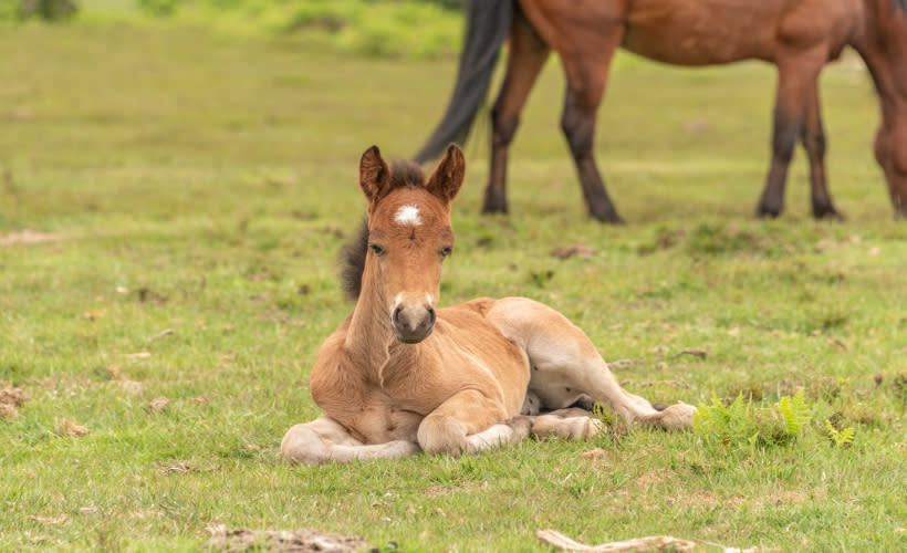 New Forest Wildlife, Free Roaming Animals & Nature Reserves