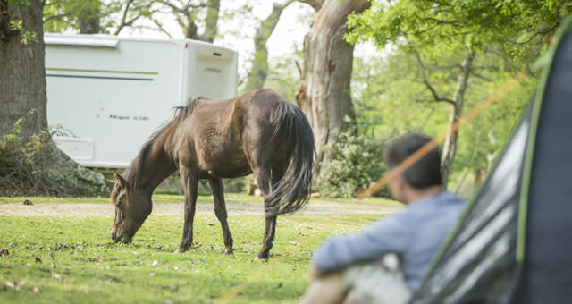 Top 5 reasons to camp in the New Forest
