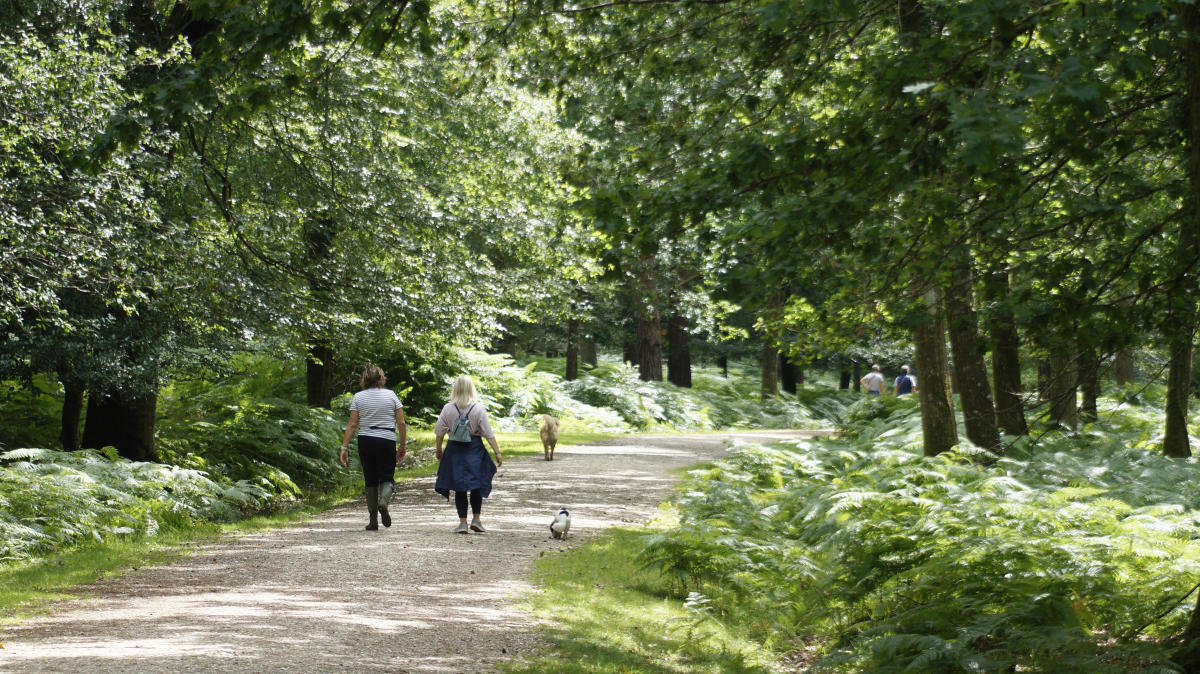 Top dog walks in the New Forest