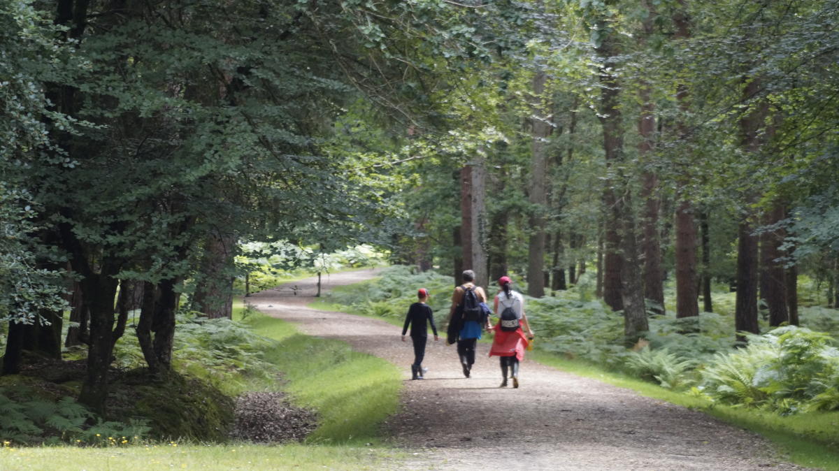 Get your steps in – Top short walks in the New Forest