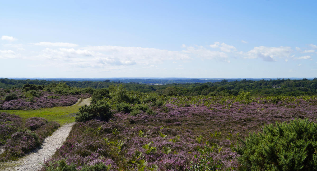 How best to spend summer in the New Forest