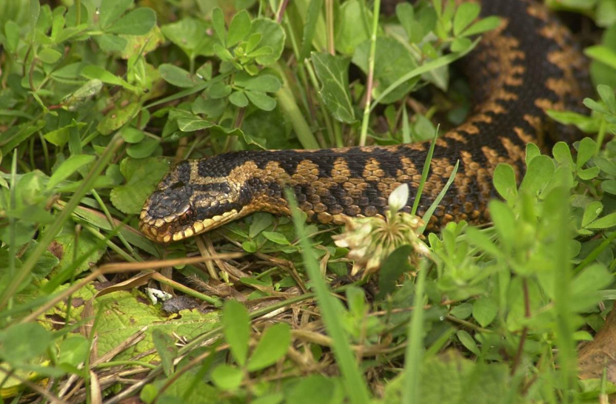 Animal Fact Files : Reptiles