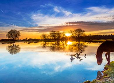 Beautiful Forest The 5 Most Beautiful Forests In The Netherlands